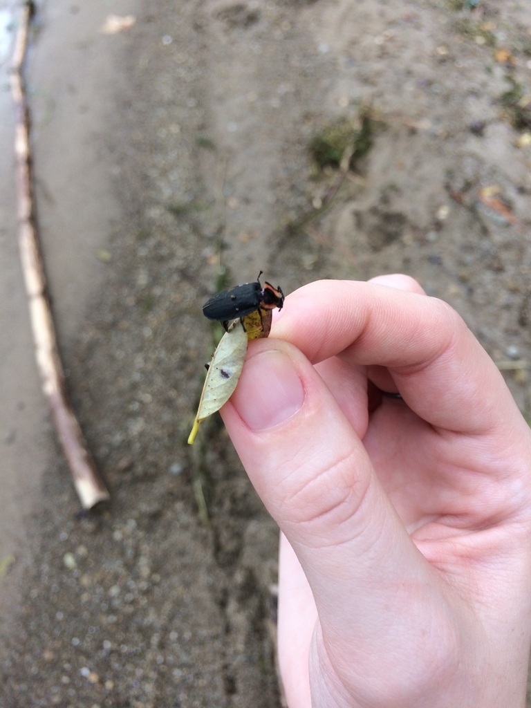 Winter Firefly from Erie County, PA, USA on November 2, 2016 at 02:26 ...