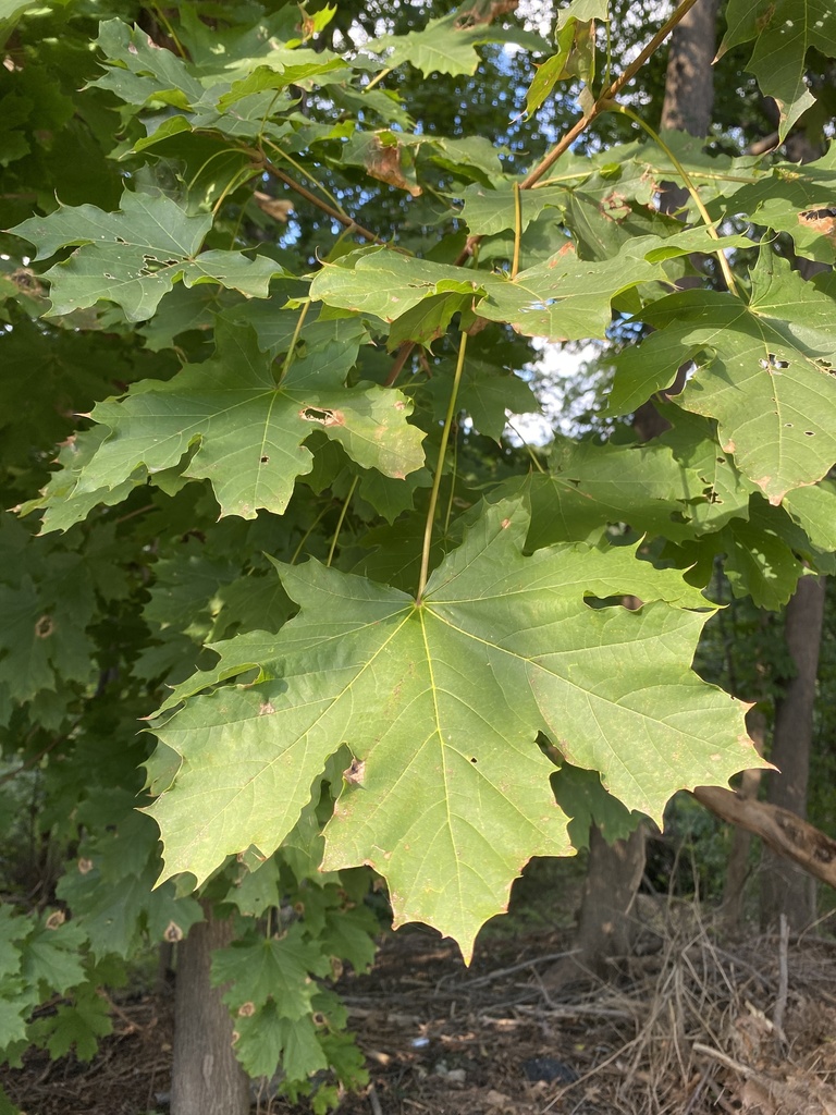 Norway maple from Mill St, Newton, MA, US on September 29, 2021 at 03: ...