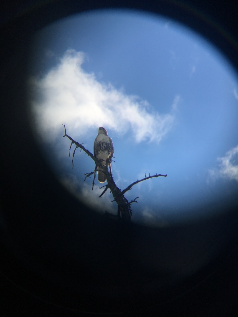 Red-tailed Hawk in September 2021 by Mila B.. Of course my camera died ...