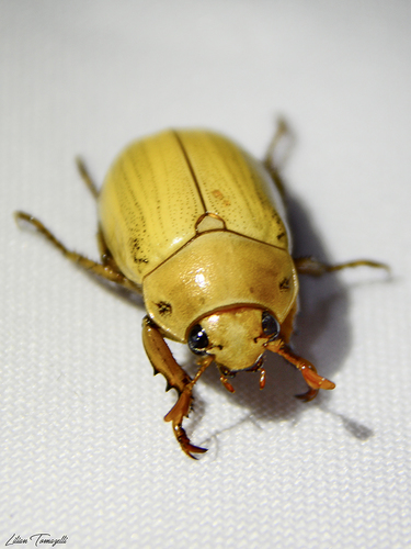 Pelidnota fulva · iNaturalist