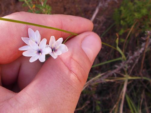 Variety Ixia polystachya lutea · iNaturalist