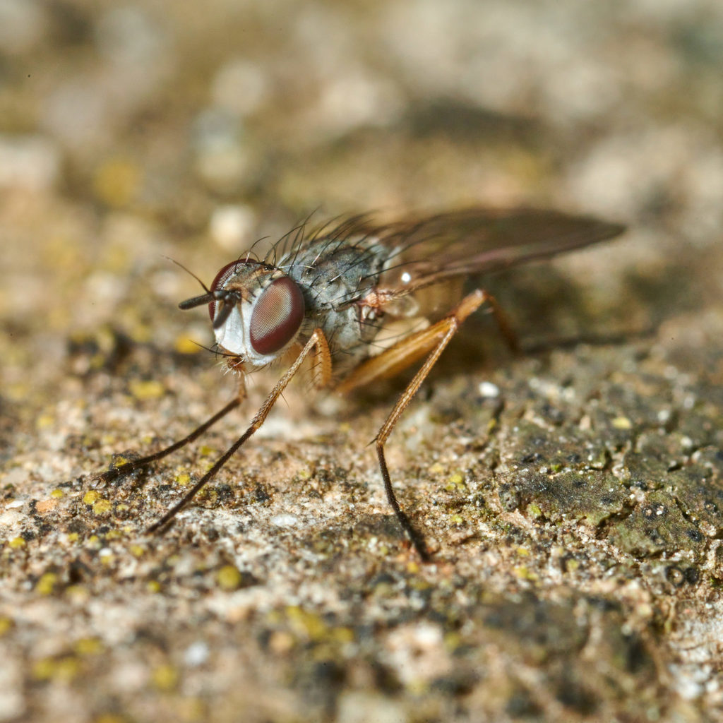 Tiger Flies from g.k. Lozenets, Sofia, Bulgaria 3 on May 20, 2021 at 03 ...