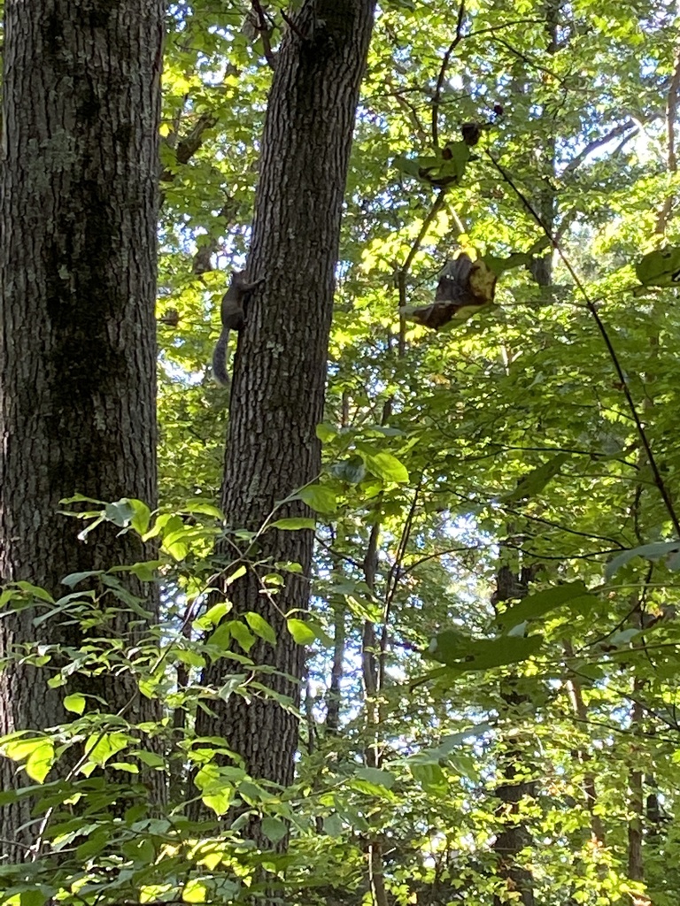 Eastern Gray Squirrel from Suffolk Rd, Newton, MA, US on September 29 ...