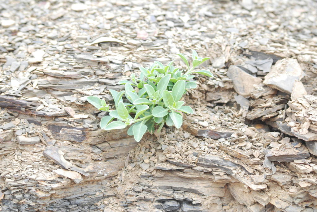 Rennet from Nquthu - Ncome on December 29, 2016 by David Maphisa ...