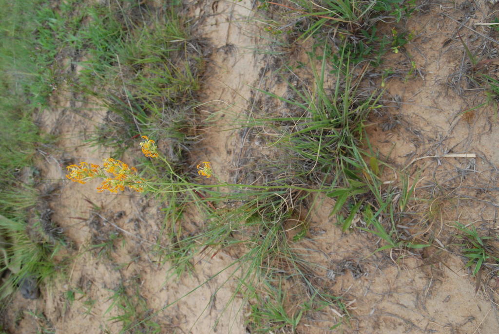 Finger Phloxes from Nquthu - Ncome on December 29, 2016 by David ...