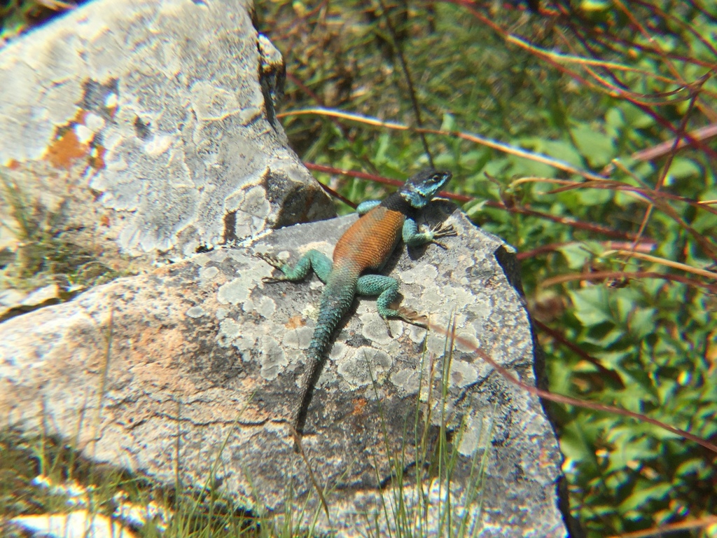 Minor Lizard from El Zamorano on September 18, 2021 at 02:23 PM by ...