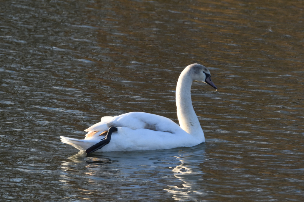 Mute Swan from Hamilton County, OH, USA on January 21, 2021 at 10:01 AM ...