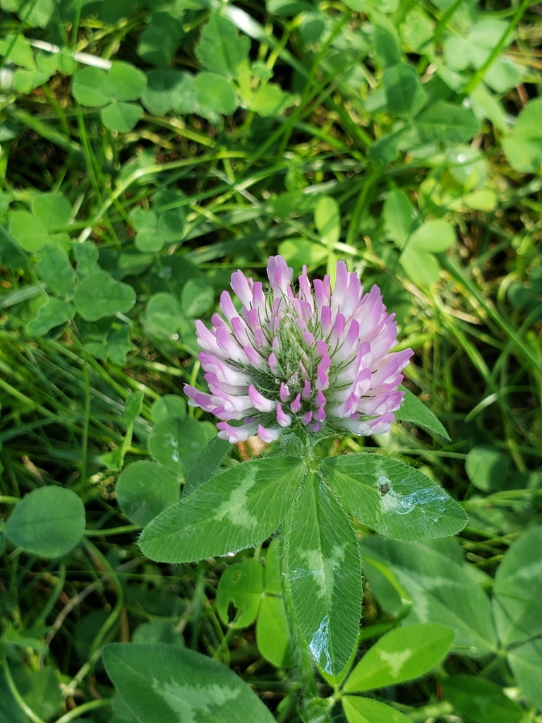 Red Clover from Commonwealth, Boston, MA, USA on September 29, 2021 at ...