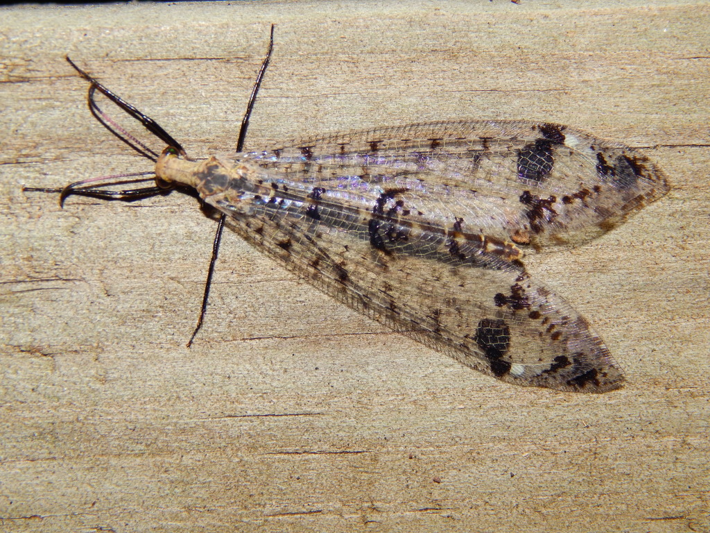 Eastern Spotted-winged Antlion in September 2014 by thackler · iNaturalist