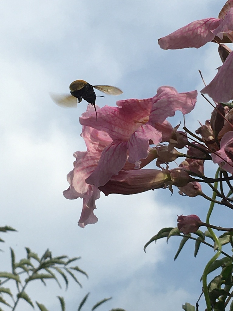 Eulaema polychroma from Cerrada Allende, Ciudad de México, CDMX, MX on ...