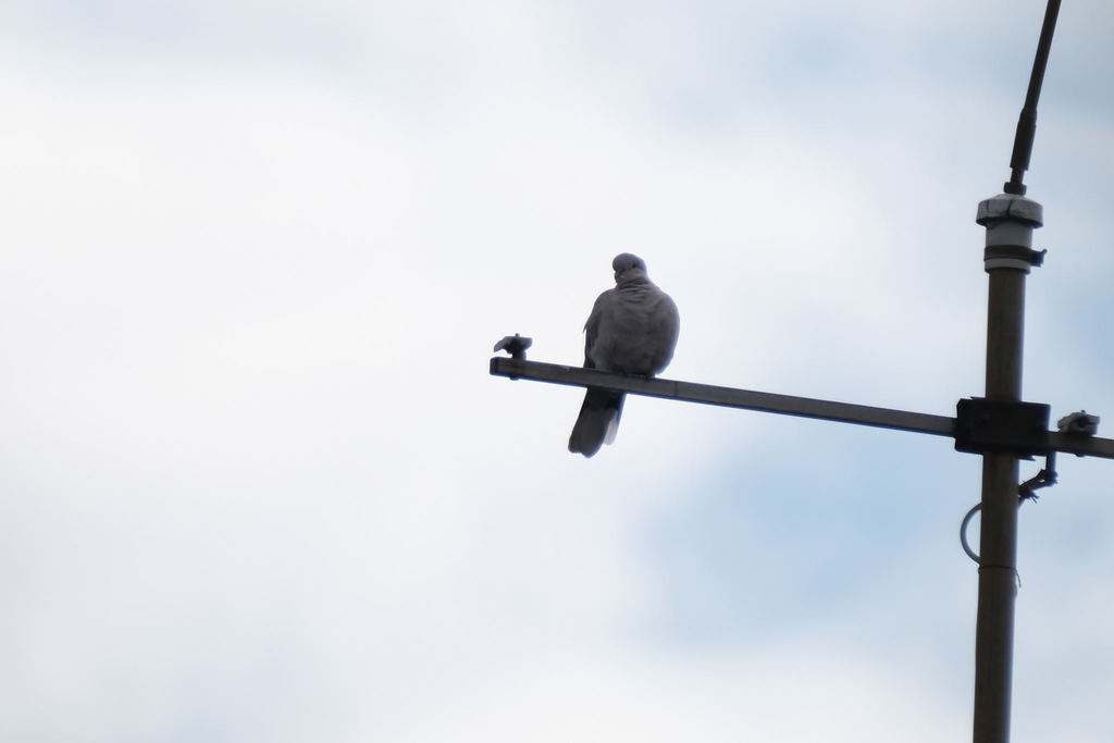 Eurasian Collared-Dove from Mărăști, Cluj-Napoca, Romania on August 31 ...