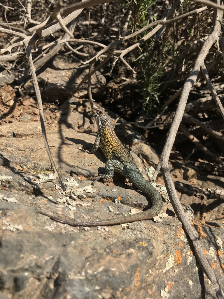 Shiny Smooth-throated Lizard from La Rinconada, Maipú, Metropolitana de ...