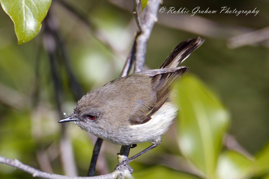 Gray Gerygone from Waitahanui, New Zealand on September 03, 2021 at 02:30 PM by Robbie Graham ...