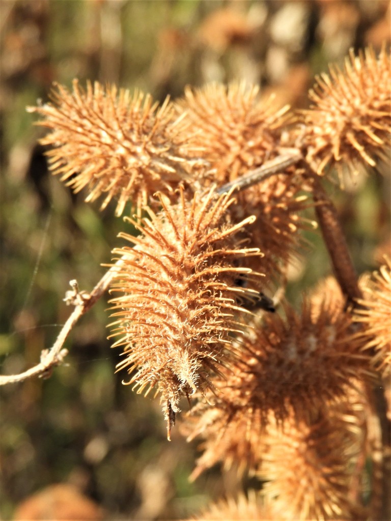 rough cocklebur from 352 Marsland Dr, Waterloo, ON N2J 3Z1, Canada on ...