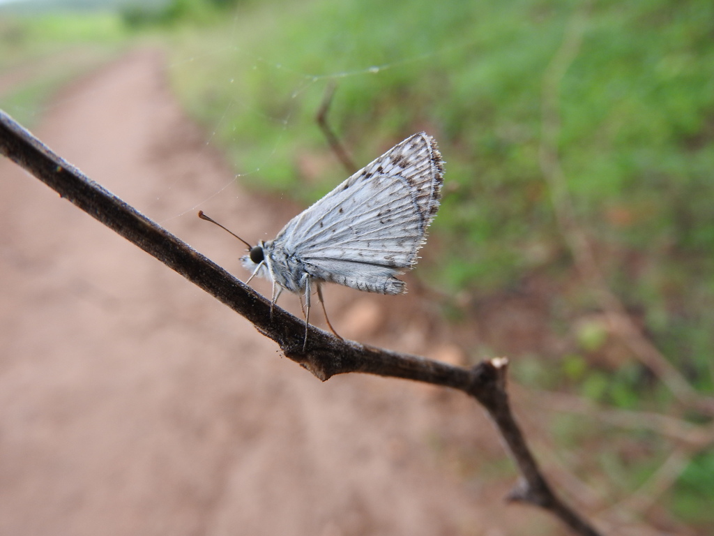 New World Checkered-Skippers in September 2021 by GeRa_MaChaDo ...