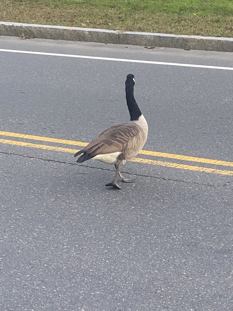 Canada Goose from Brighton, Boston, MA, USA on September 29, 2021 at 06 ...
