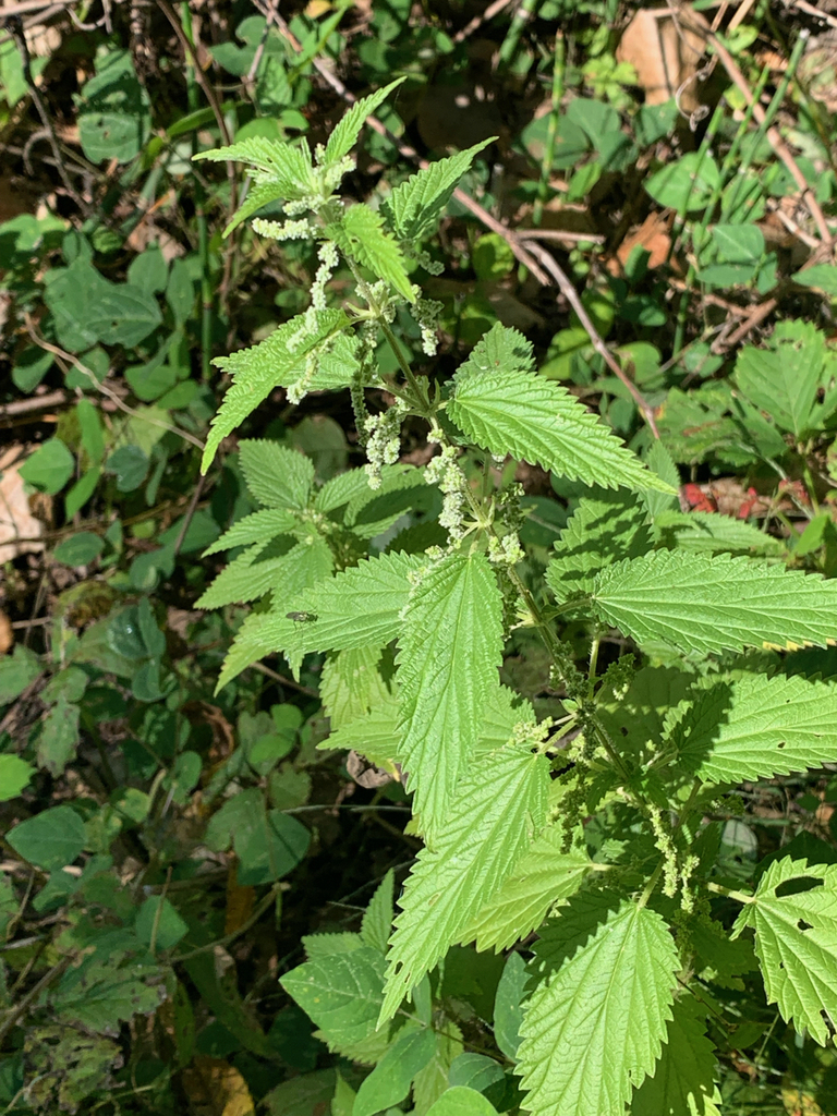 American stinging nettle from Point Pelee, Essex, Ontario, Canada on ...