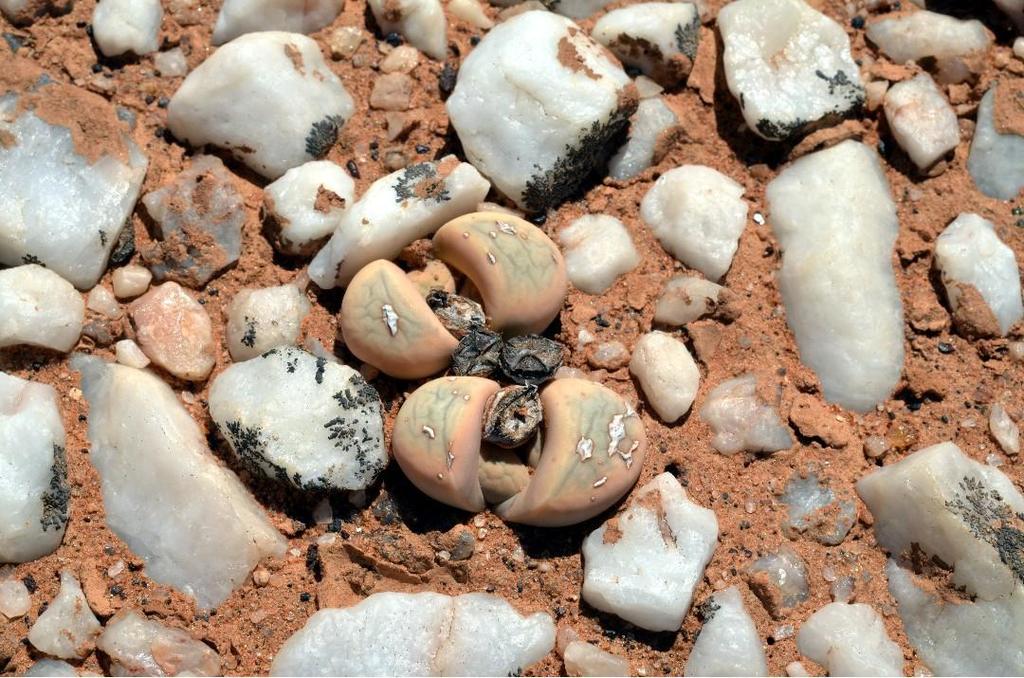 (Lithops meyeri) - Botanical Realm