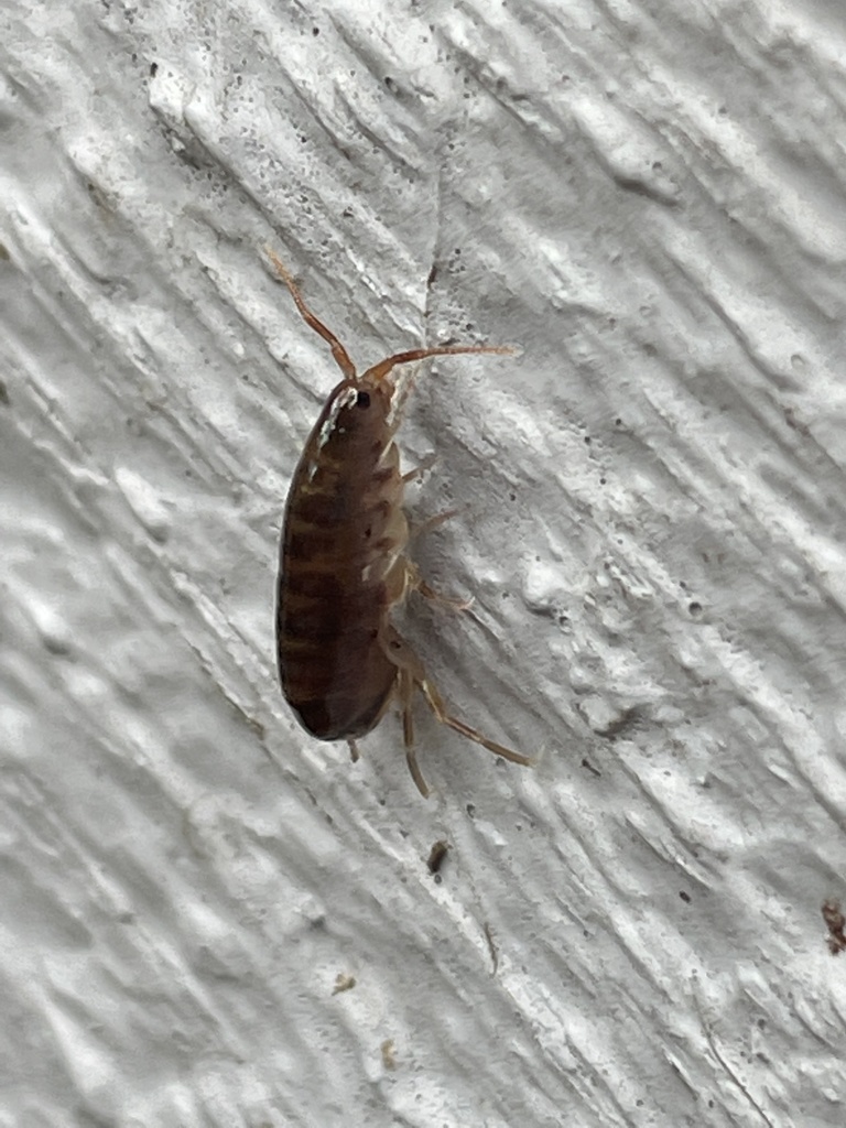 Lawn Shrimp from Frankston South, VIC, AU on September 30, 2021 at 08: ...