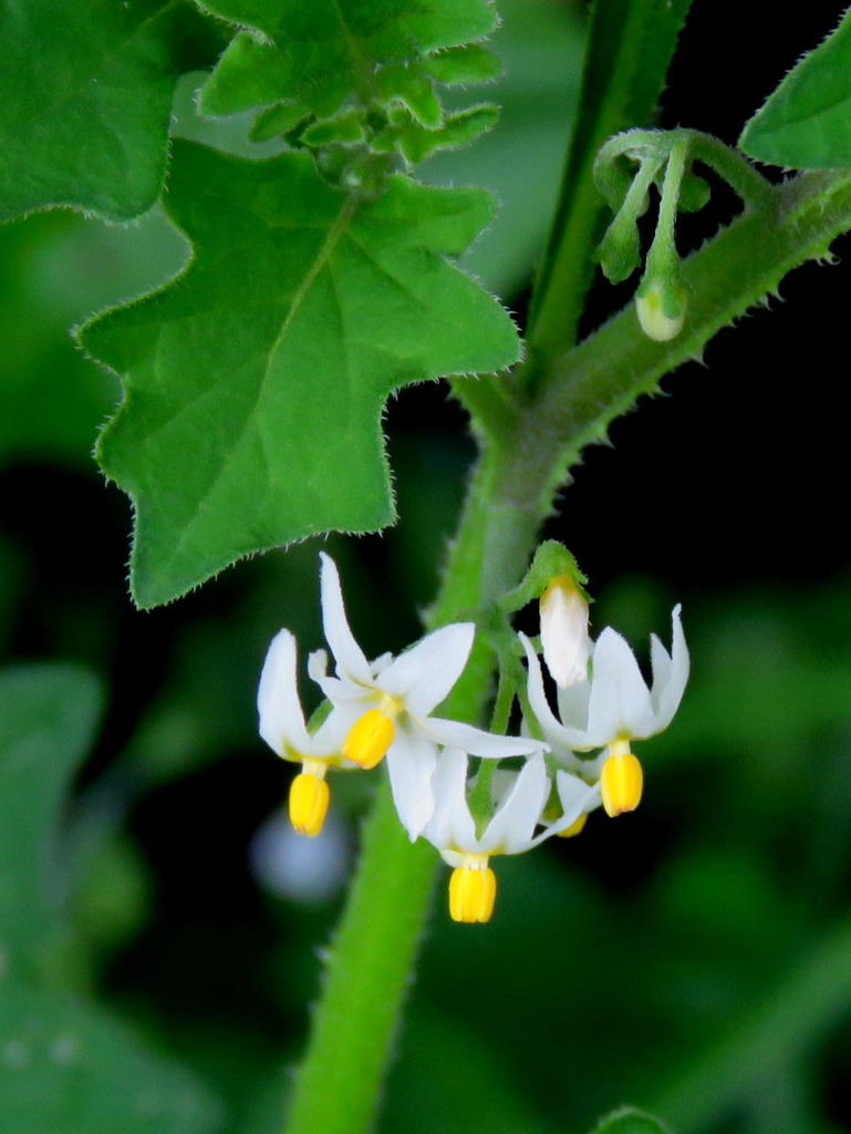 Wonderberry (Solanum retroflexum) - Botanical Realm