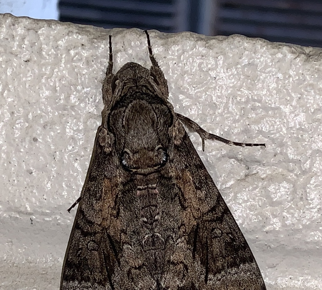 Pink-spotted Hawkmoth from University of South Florida, Tampa, FL, US ...