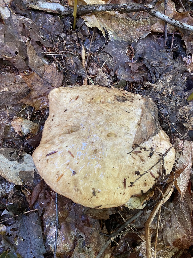 Slippery Jacks from Grand Marais, MI, US on September 26, 2021 at 02:05 ...