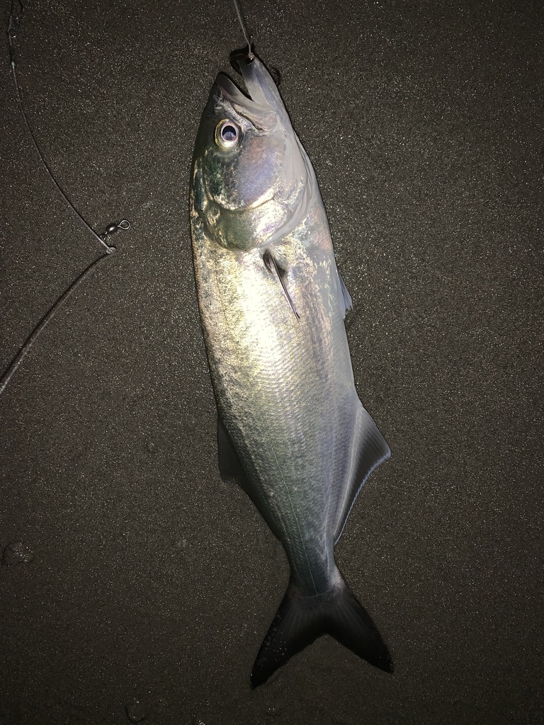 Bluefish from The Caribbean Resort & Villas, Myrtle Beach, SC, US on ...