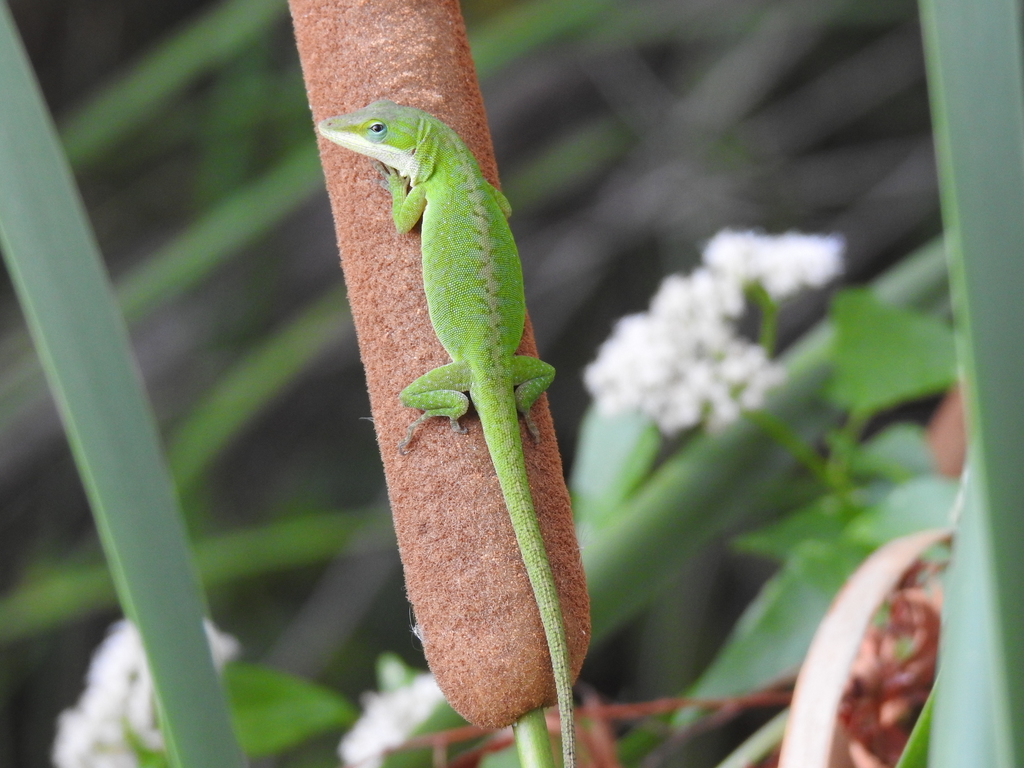 Green Anole from Flower Mound, TX, USA on September 29, 2021 at 04:44 ...