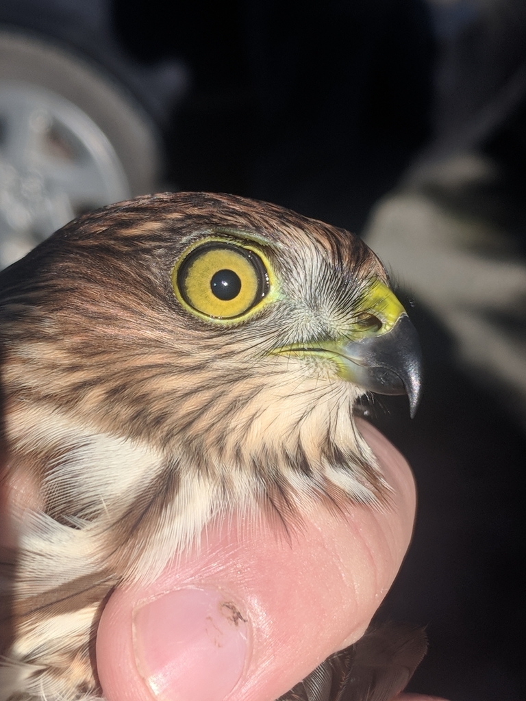 Sharp-shinned Hawk from Stowe, VT 05672, USA on September 20, 2021 at ...