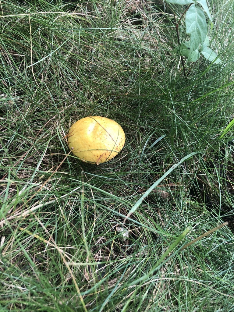 Chicken Fat Mushroom from Brighton, Boston, MA, USA on September 29 ...
