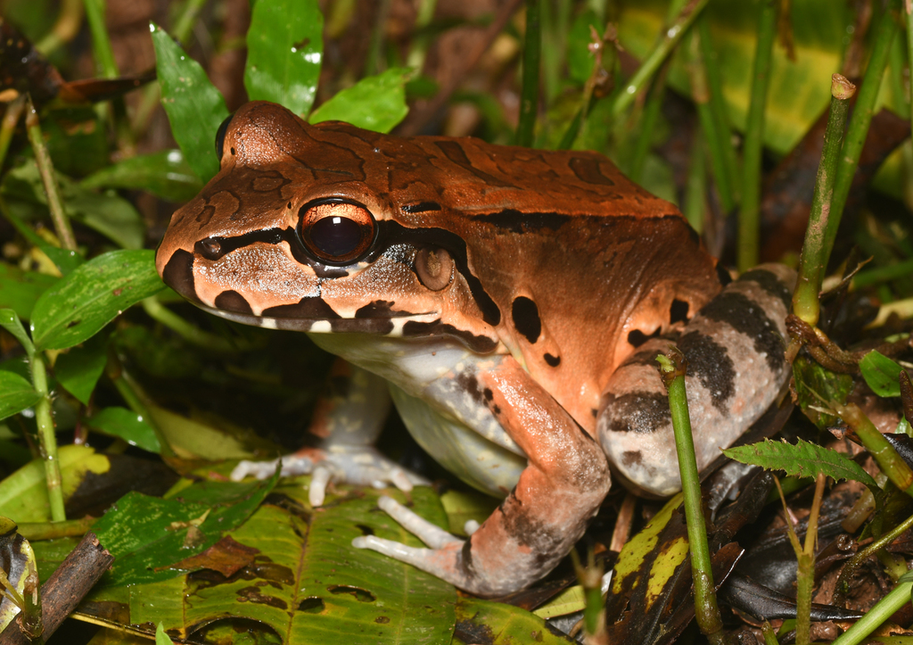 Savage's Thin-toed Frog (Night Tours at Papa´s Place) · iNaturalist