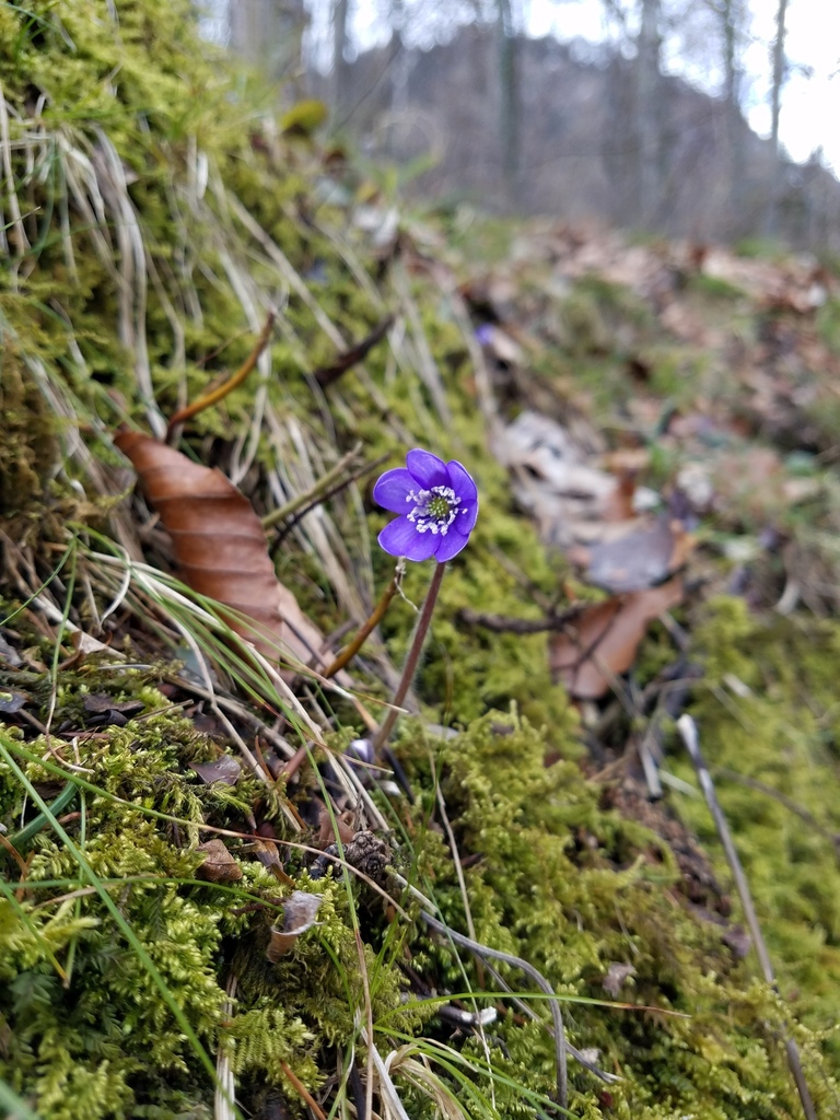 Liverleaf from 87645 Schwangau, Germany on March 13, 2018 at 11:51 AM ...