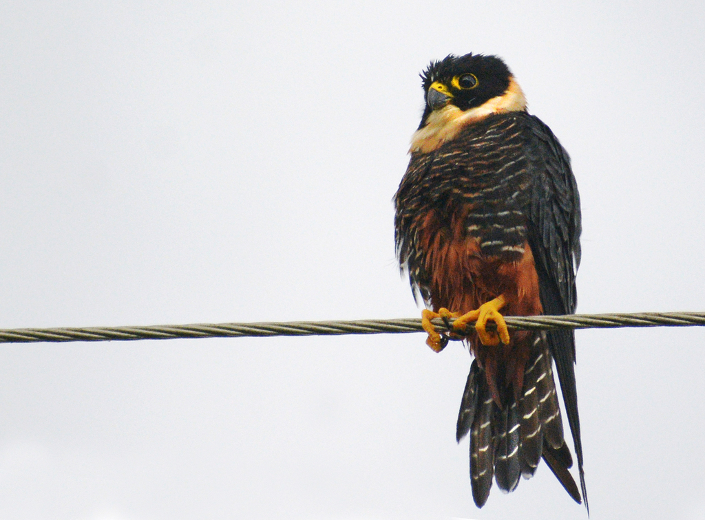 Bat Falcon from Flores, Guatemala on September 25, 2021 at 03:39 PM by ...