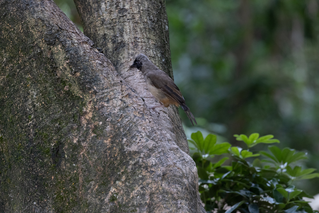 Masked Laughingthrush from Quarry Bay, Hong Kong on September 30, 2021 ...