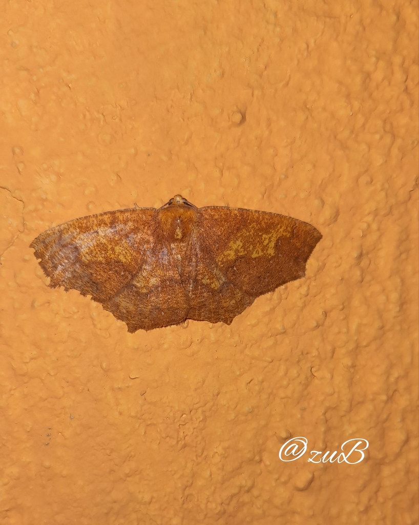 Oak Besma Moth from Ricardo Treviño, 74250 Atlixco, Pue., México on ...