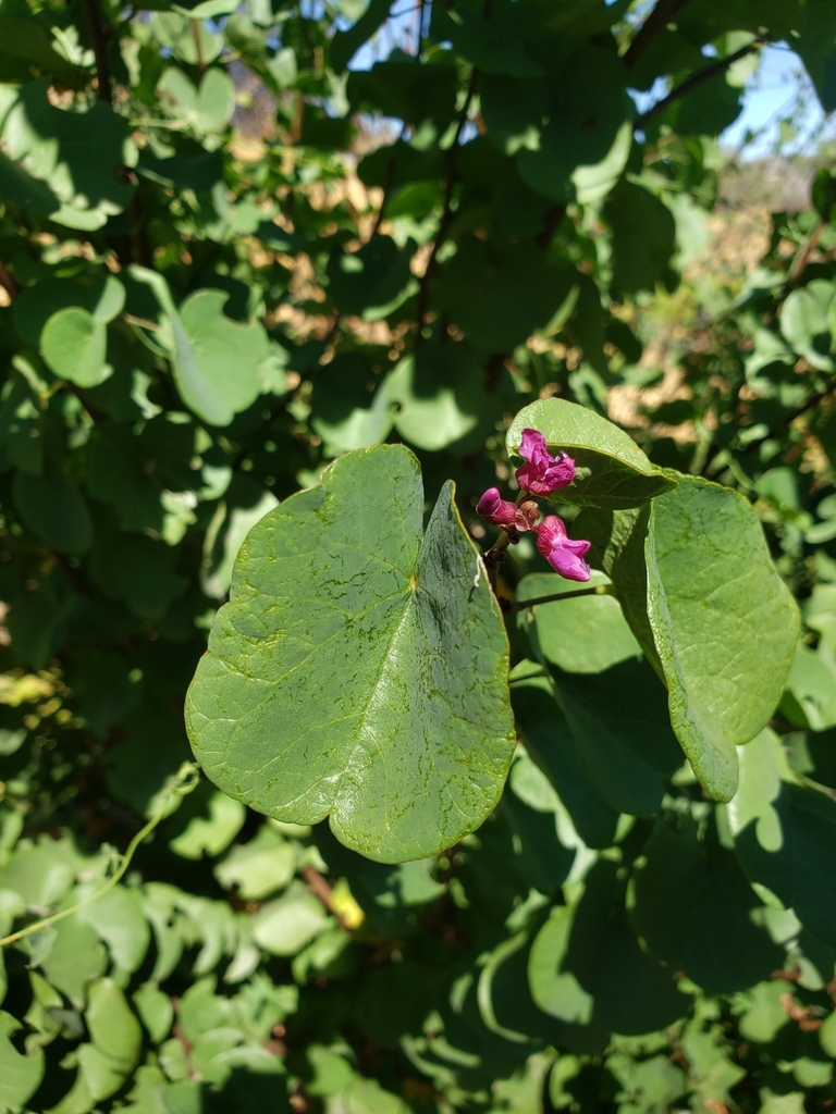 Western Redbud from Spanish Flat, CA 94558, USA on September 26, 2021 ...