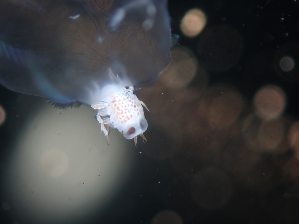 Hyperiidae from Balaena Bay on September 30, 2021 at 10:04 AM by Luca ...