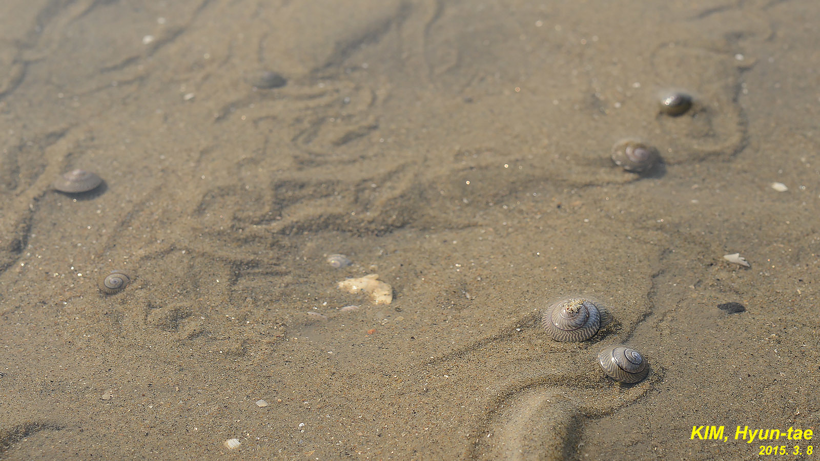 Umbonium thomasi (Crosse, 1863)