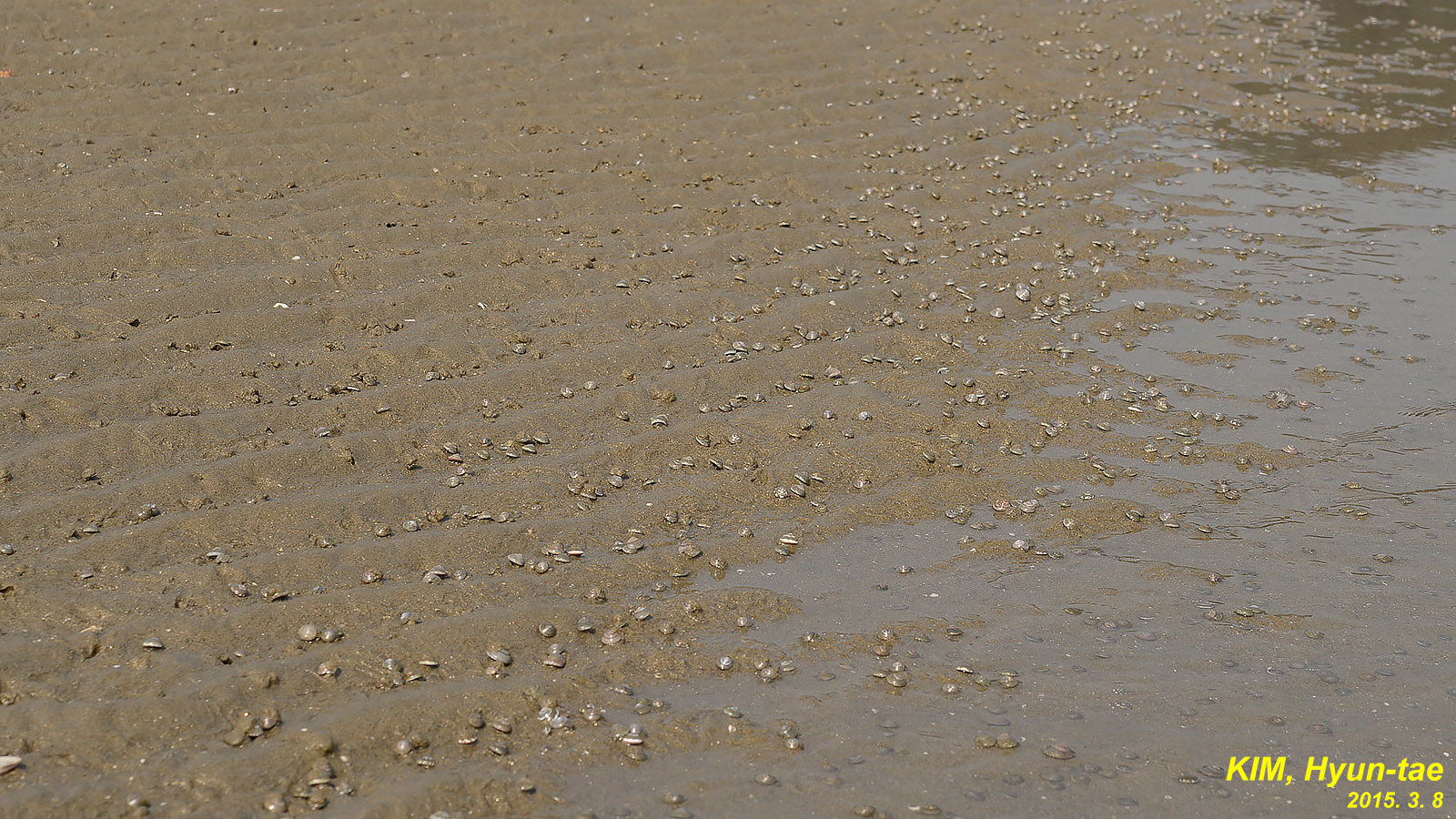 Umbonium thomasi (Crosse, 1863)