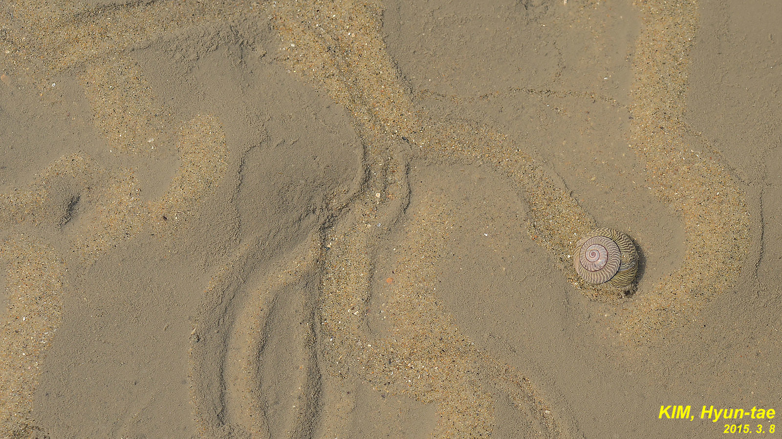 Umbonium thomasi (Crosse, 1863)