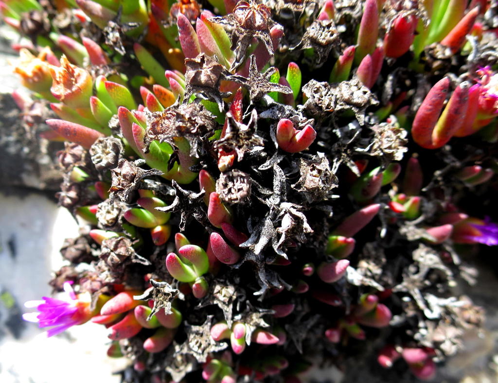 Ruschia altigena from Besemfontein en route to Mt Aristata in the Groot ...