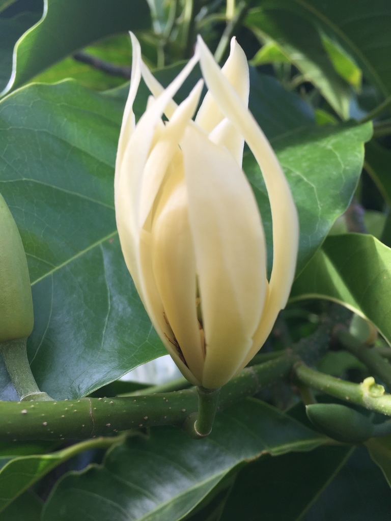 White Champaca from Melbourne VIC, Australia on December 09, 2020 at 07 ...