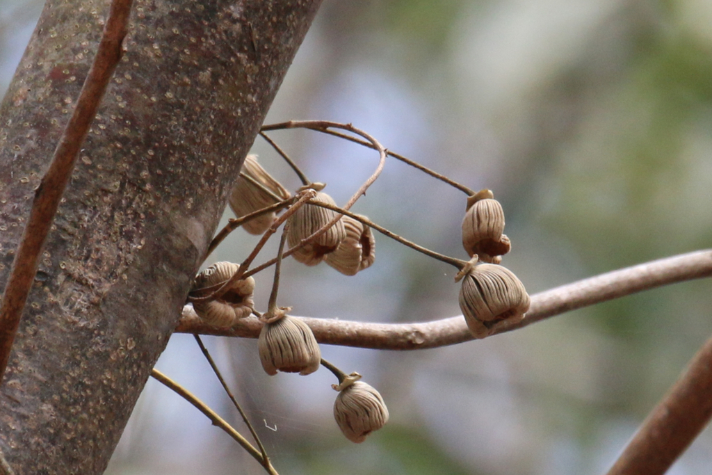 Codonocarpus attenuatus from Belmont Hills Reserve, 132 Scrub Rd ...
