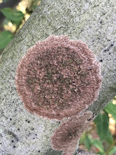 Septobasidium orbiculare · iNaturalist