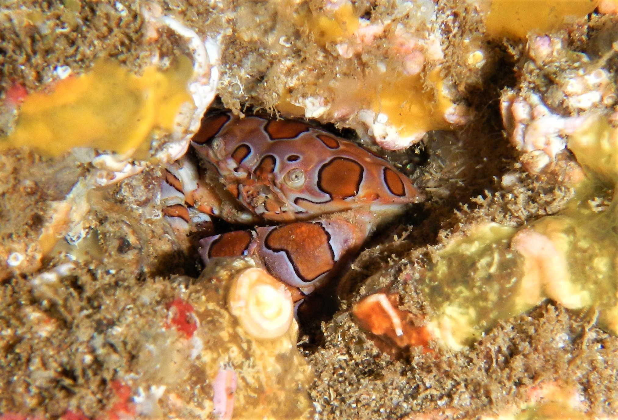 Platypodiella picta (A.Milne-Edwards, 1869)