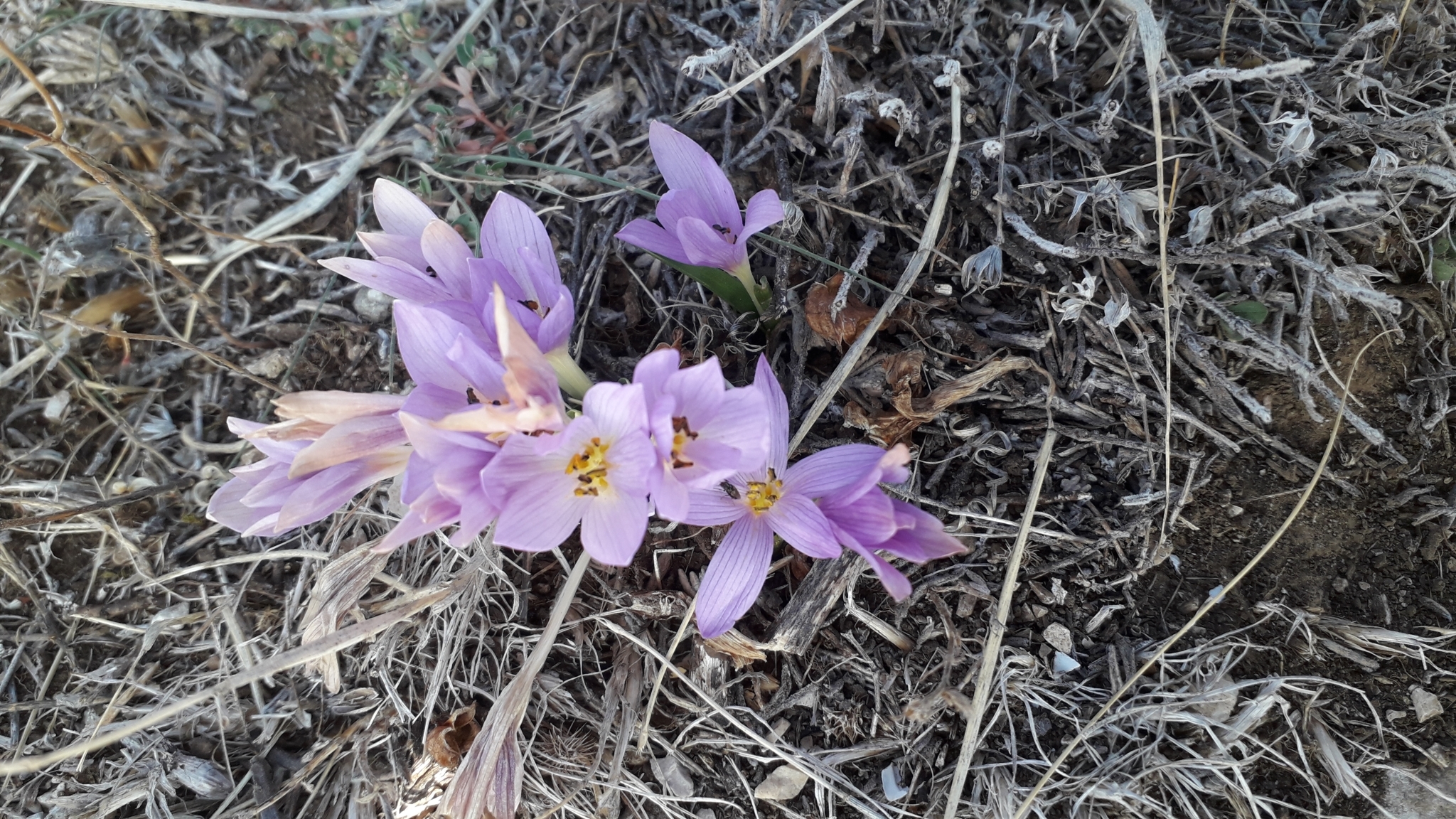 Colchicum cupanii Guss.