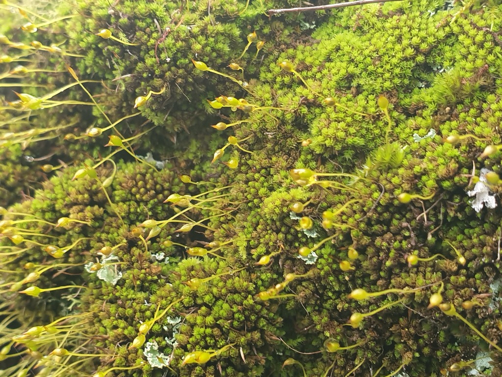 (Macromitrium) - Botanical Realm