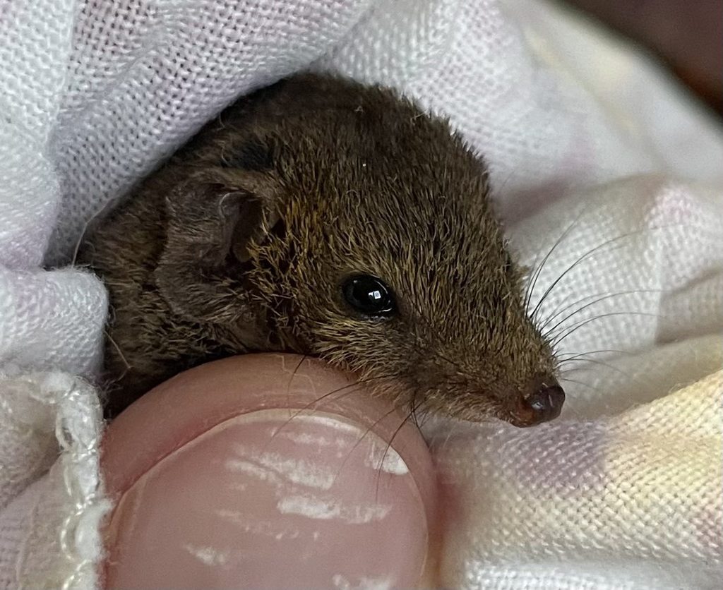 Brown Antechinus from Richmond Hill NSW 2480, Australia on September 30 ...
