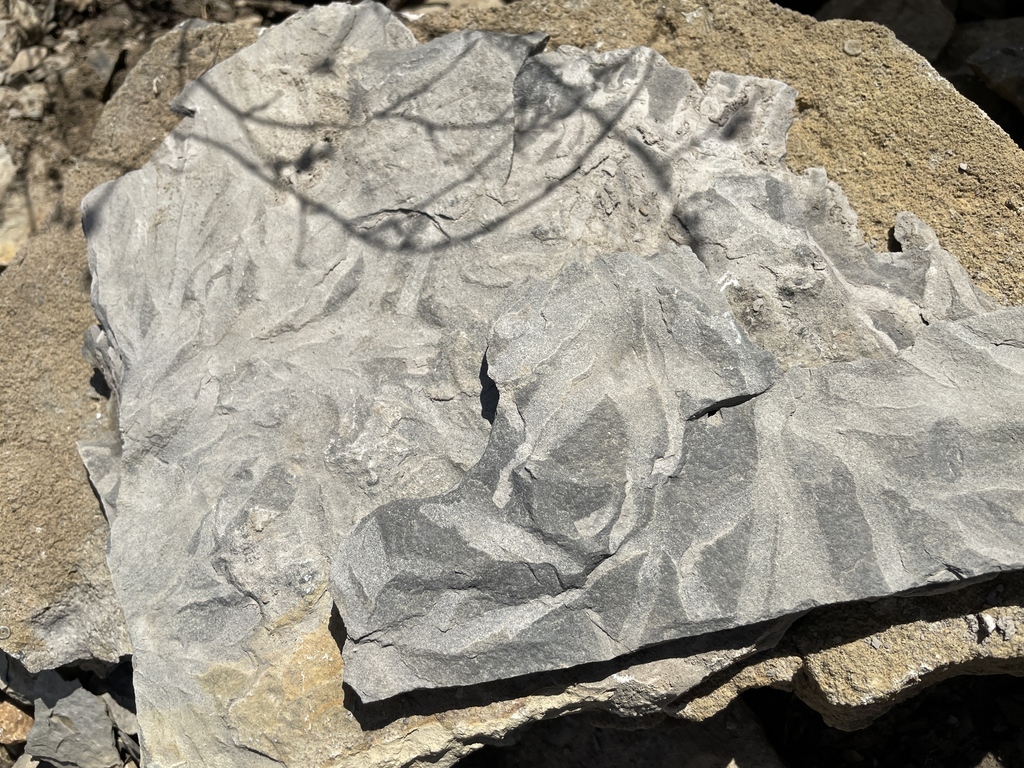 Animals in September 2021 by Cole Gaerber. *Chondrites* sediment trace ...