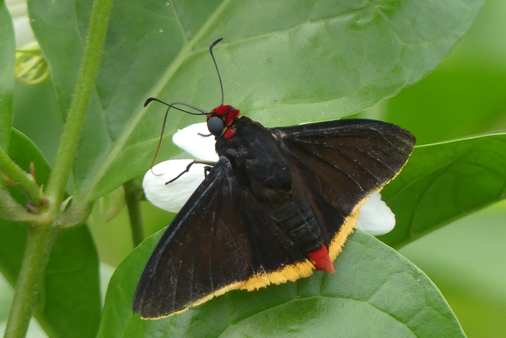 Pyrrhopyge from Iquitos, Peru on September 21, 2021 at 04:35 PM by Tom ...